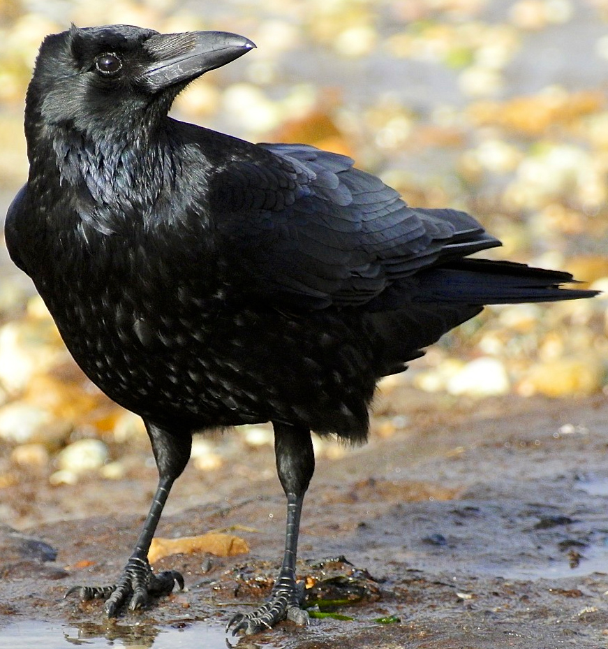 Crows and Ravens as Symbols of Deities, and in Popular Culture – White ...