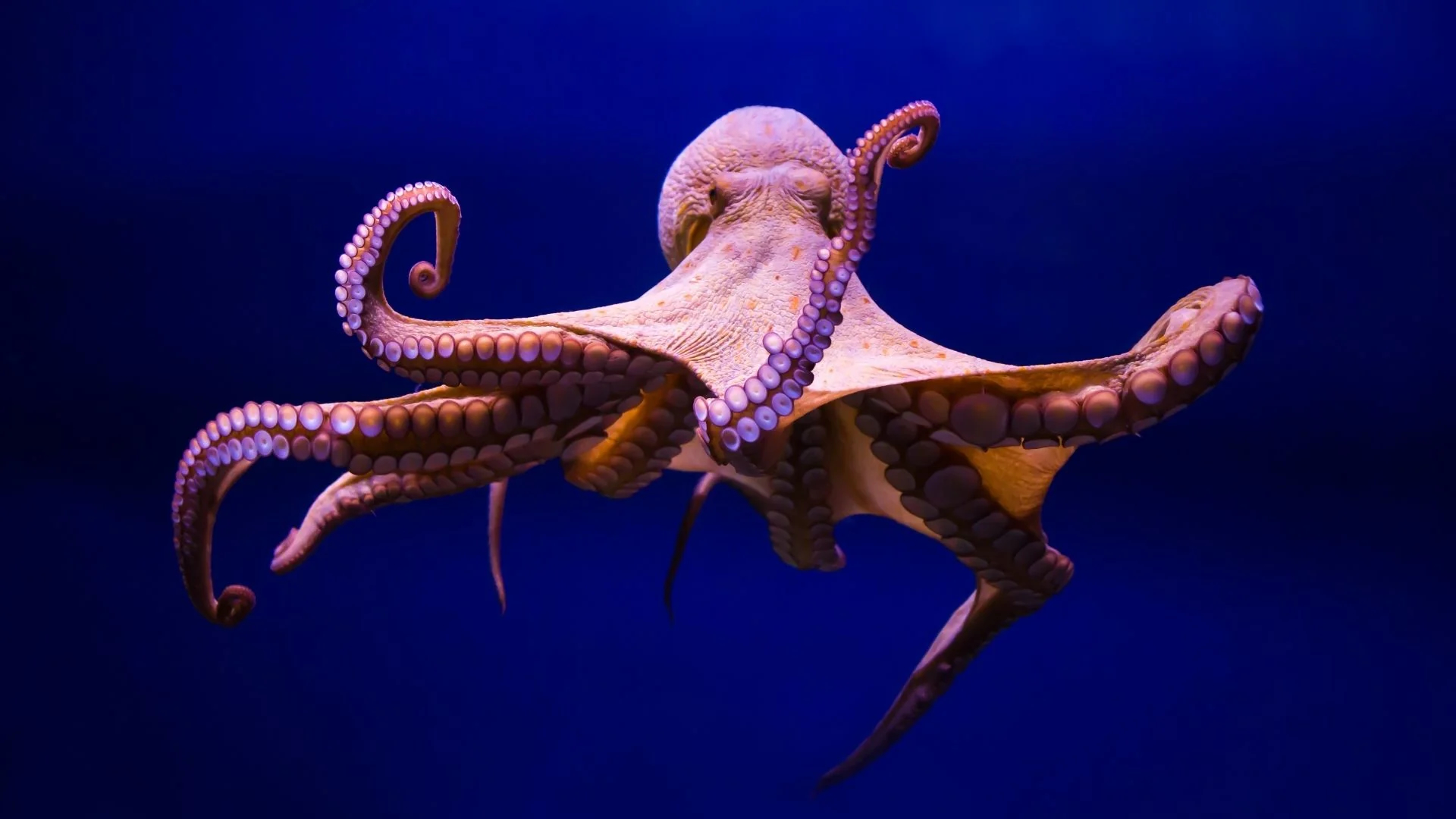 Sea Animal Guardians – White Rose of Avalon