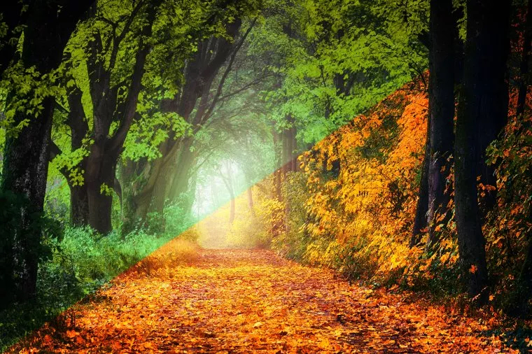 Summer Gives Way to Autumn: A Poem – White Rose of Avalon