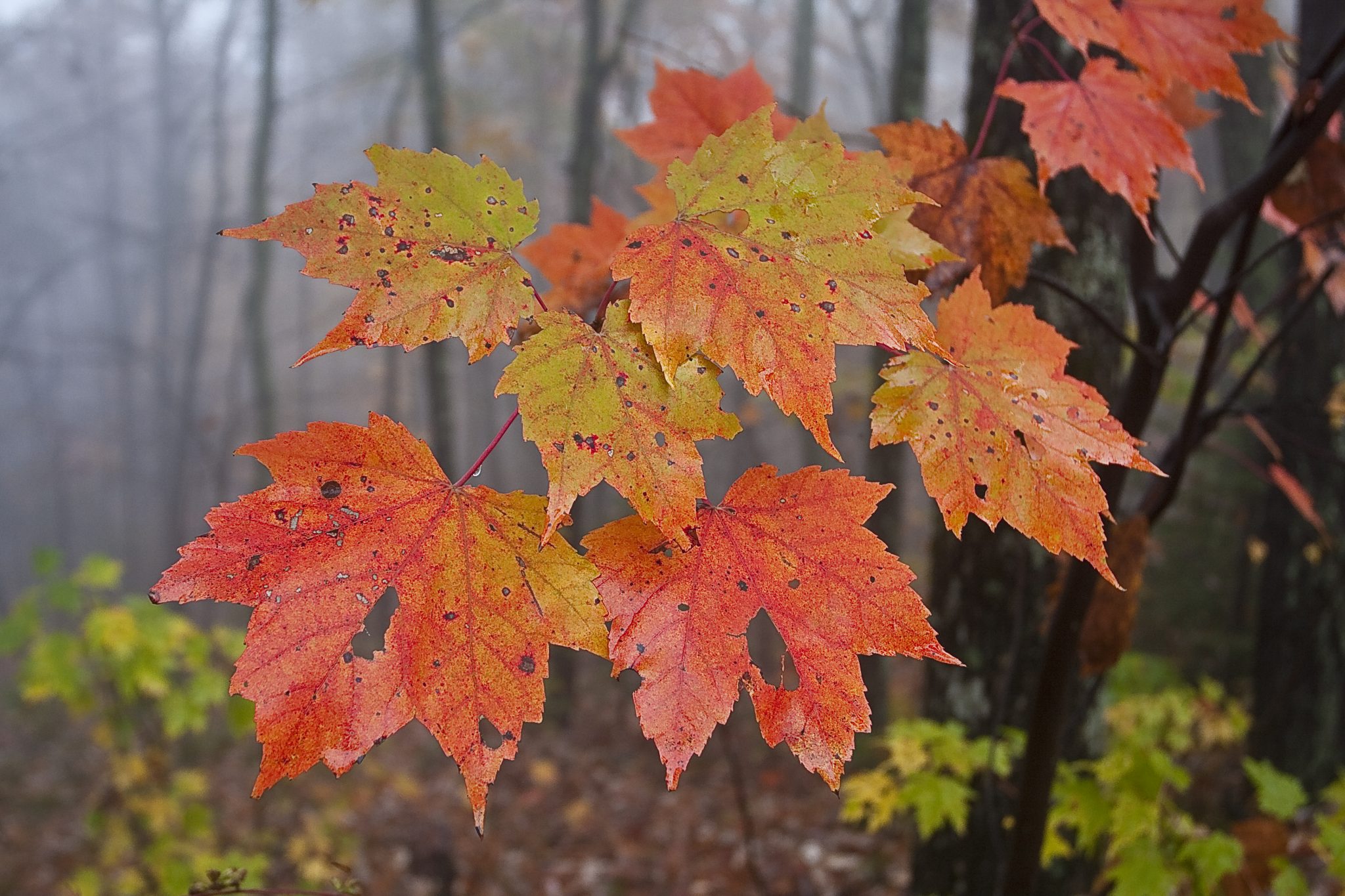 A Chill in the Air: A Poem – White Rose of Avalon